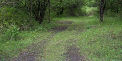 Facts & Myths Osage Orange, Bodock Tree, Wood Fruit